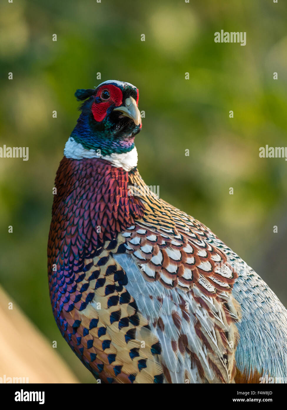 Beautiful Male Common British Pheasant (Phasianus colchicus) foraging ...