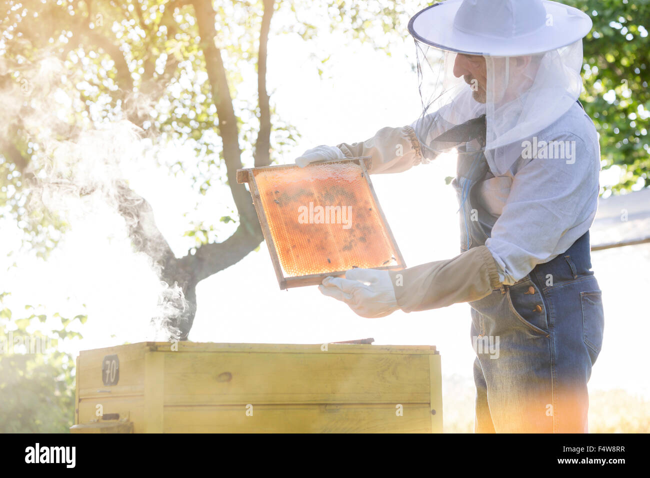 Beekeeper in protective clothing examining bees on honeycomb Stock ...