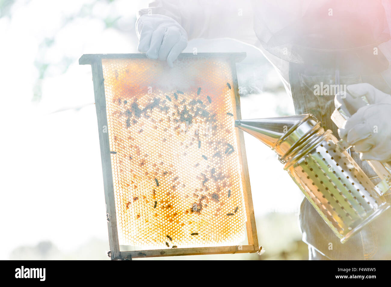 Beekeeper using smoker to calm bees on honeycomb Stock Photo - Alamy