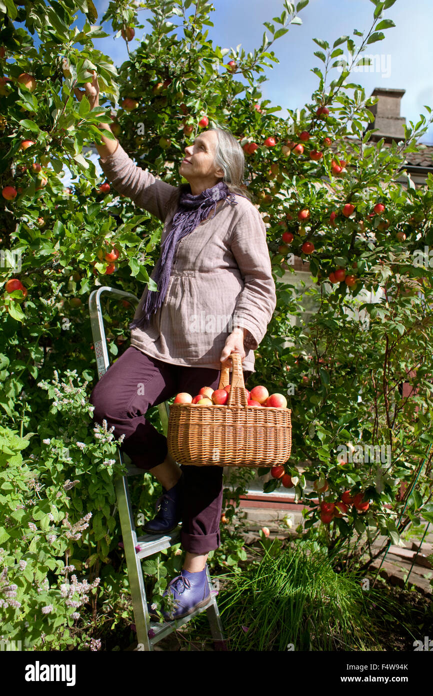 Woman picking fruit apples orchard hi-res stock photography and images ...