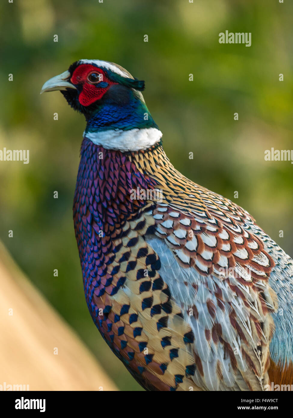 Beautiful Male Common British Pheasant (Phasianus colchicus) foraging ...