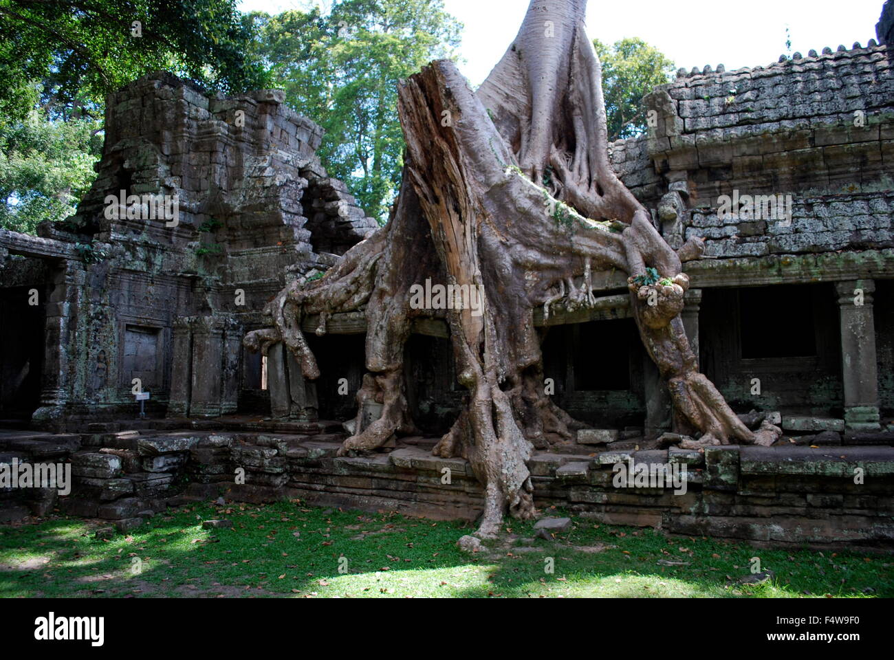 Khmer tree hi-res stock photography and images - Alamy