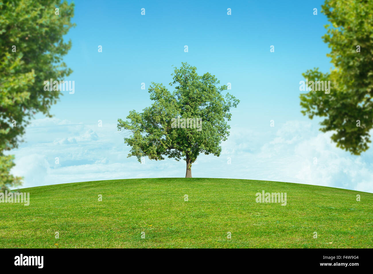 Landscape with green tree in center Stock Photo - Alamy