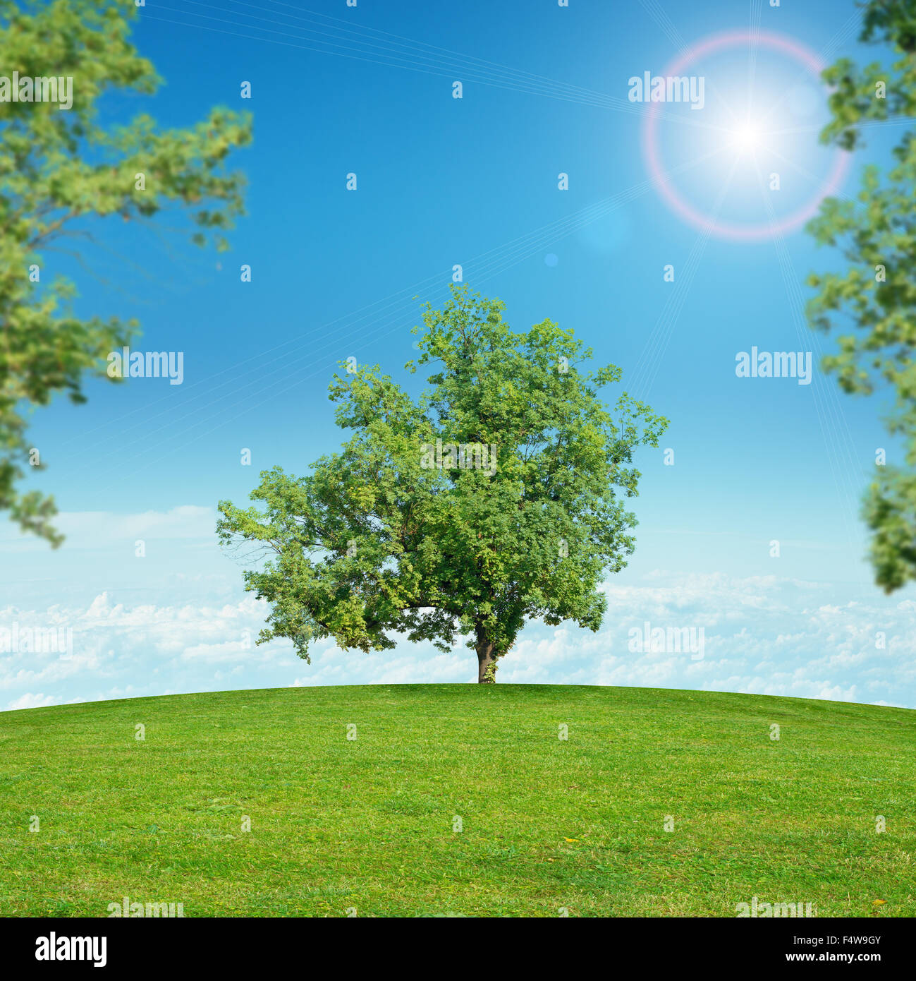 Landscape with green grass and sun Stock Photo - Alamy