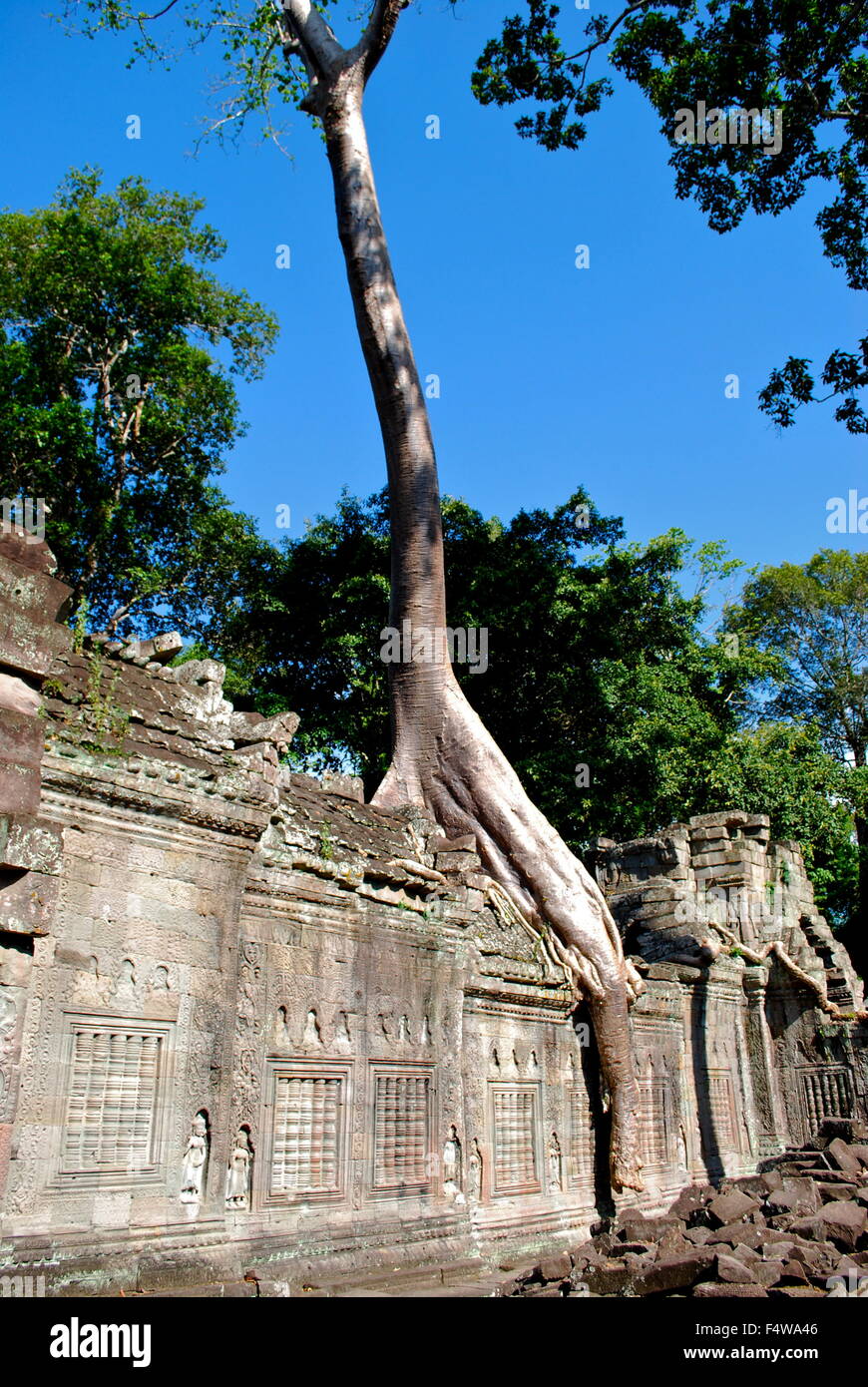 Khmer tree hi-res stock photography and images - Alamy