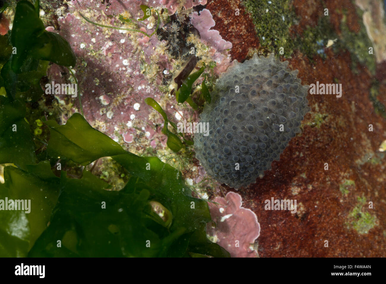 Celtic sea slug, celtic sea-slug, Celtic Seaslug, Nacktschnecke ...