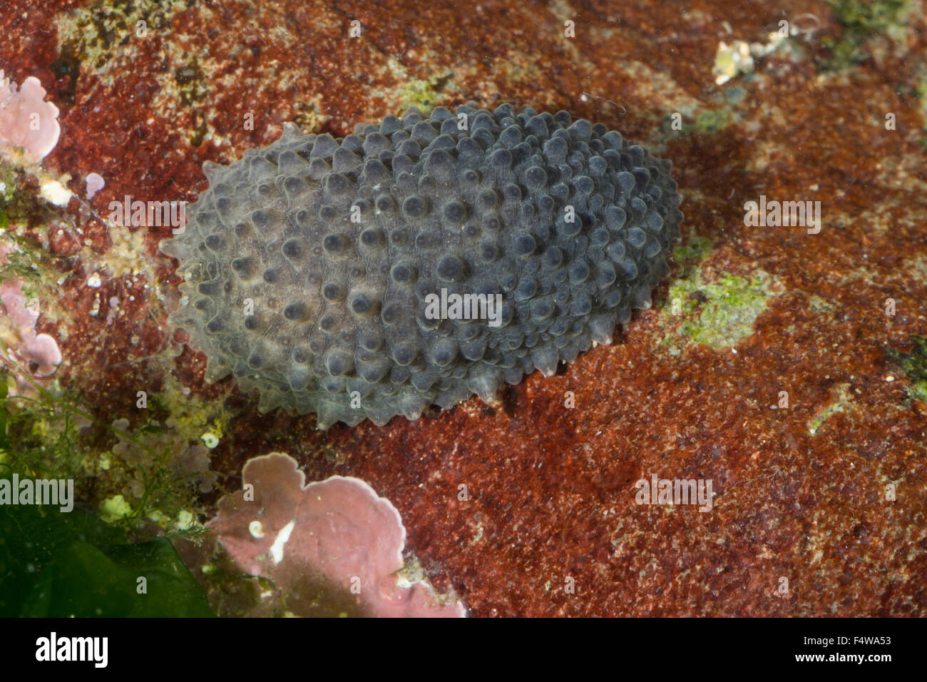 Celtic sea slug, celtic sea-slug, Celtic Seaslug, Nacktschnecke ...