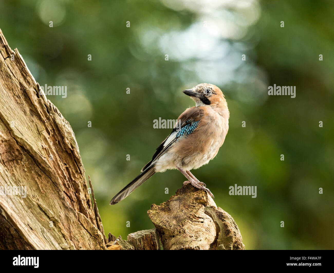 Juvenile jay hi-res stock photography and images - Alamy