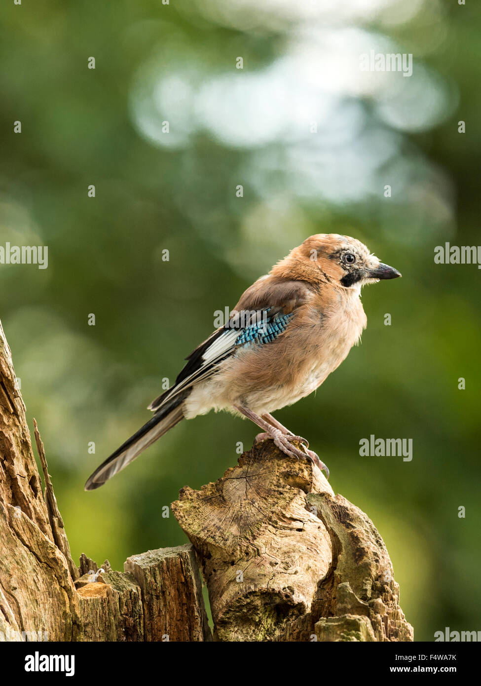 Juvenile Jay depicted perched on an old dilapidated wooden tree stump ...