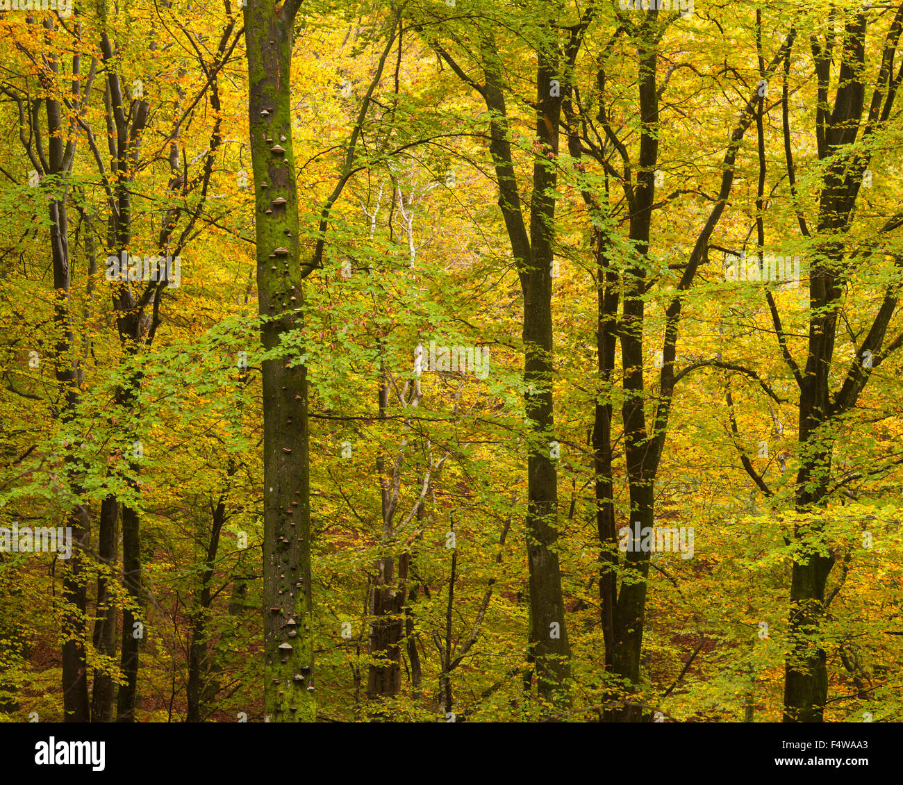 Soderasen national park hi-res stock photography and images - Alamy