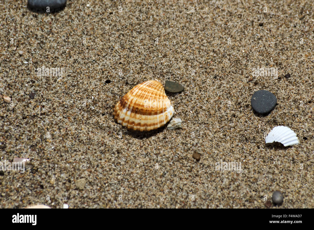 shell and stones on the sand Stock Photo - Alamy