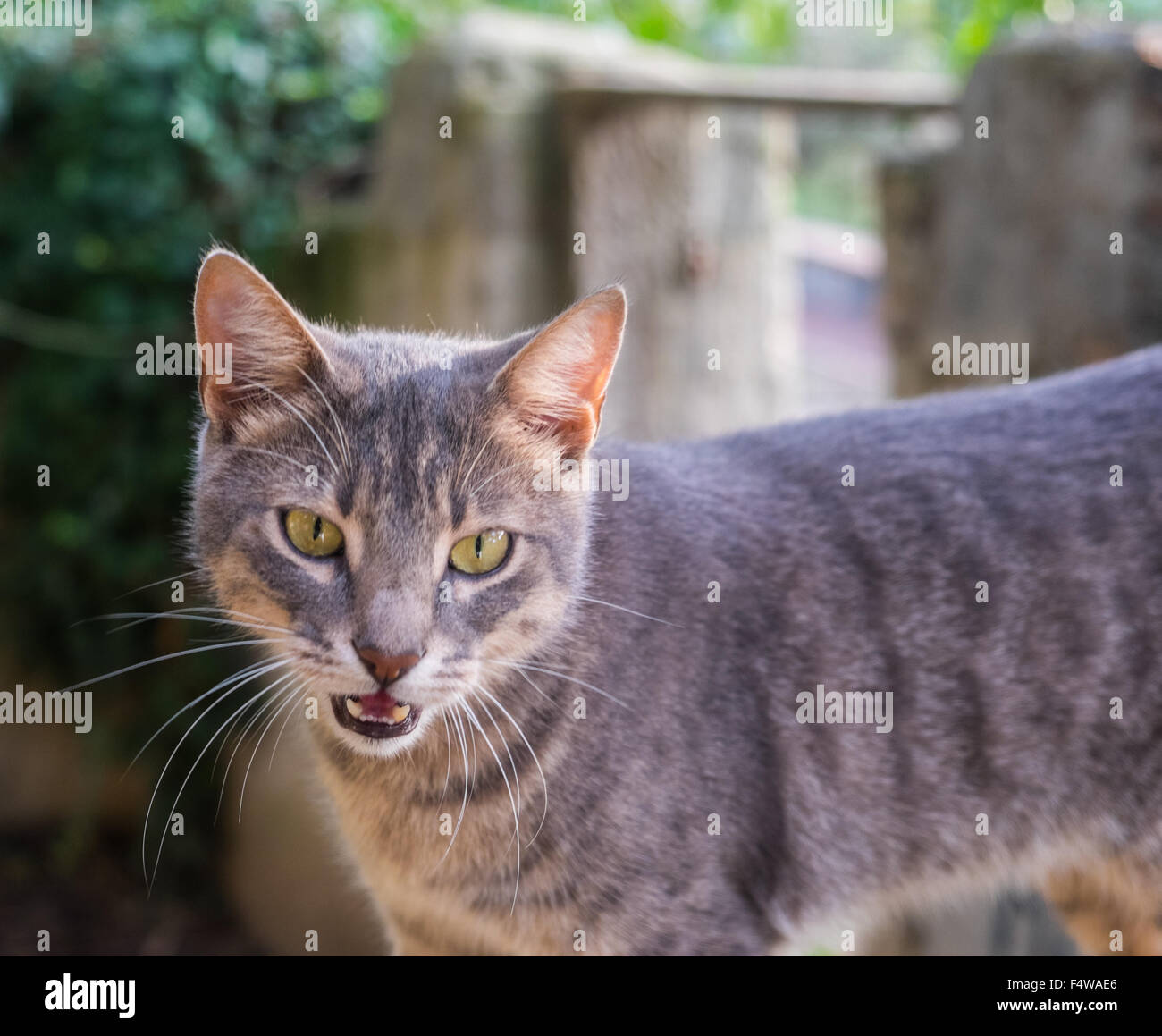 Meowing hi-res stock photography and images - Alamy