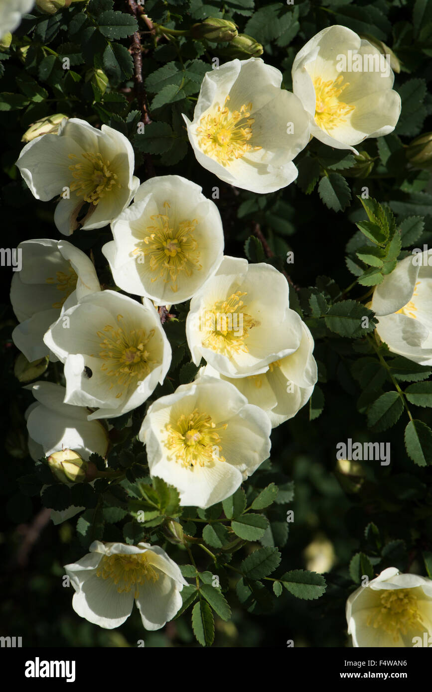Rosa spinosissima, woodland, Surrey, UK. July Stock Photo - Alamy