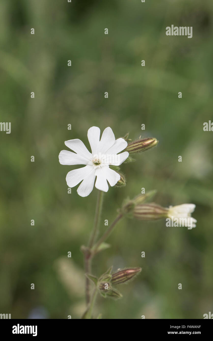 Silene alba, White Campion, growing in a meadow, Surrey, UK. April ...