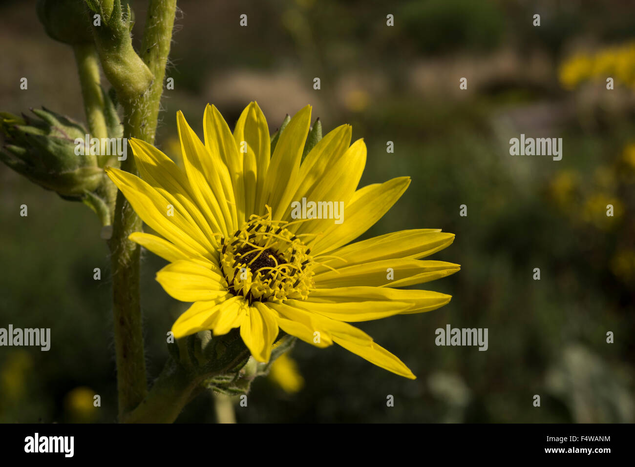 Silphium laciniatum, Compass Plant, Surrey, UK. September Stock Photo ...
