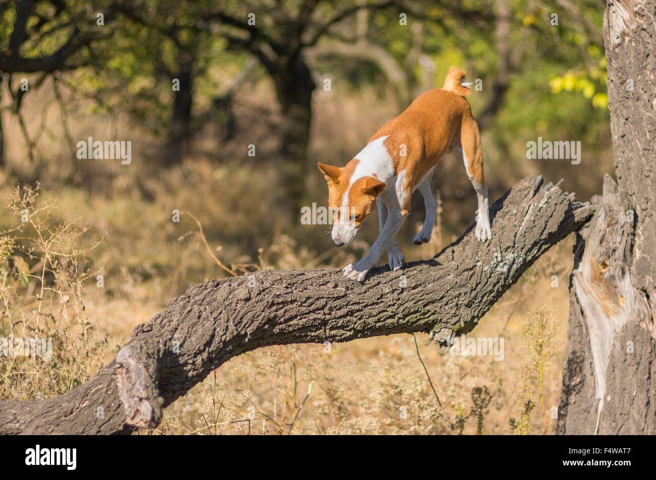 Wild Basenji dog goes down to its troop from the leader's pedestal ...