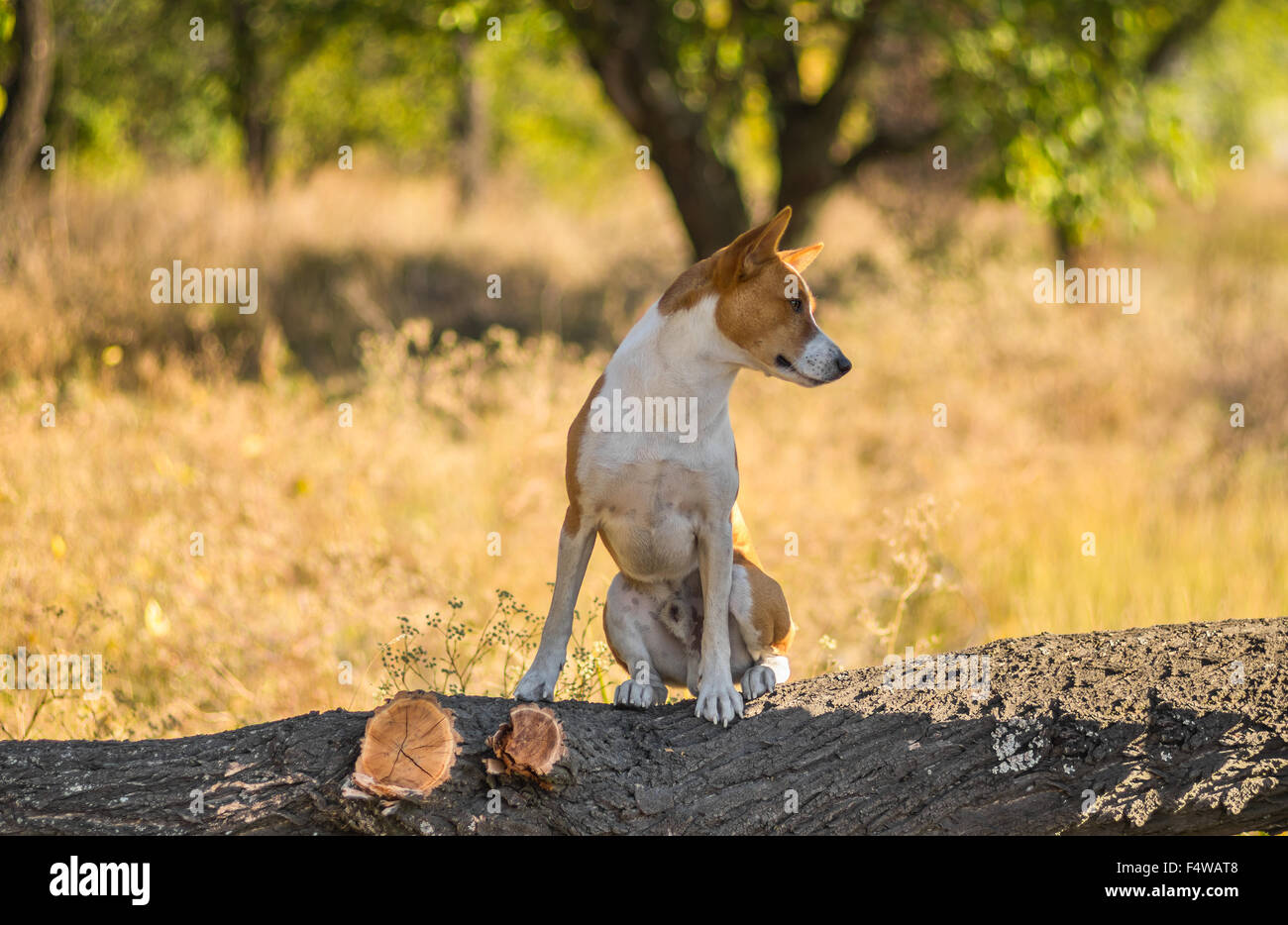 Portrait of wild Basenji dog - troop leader on the tree branch Stock ...