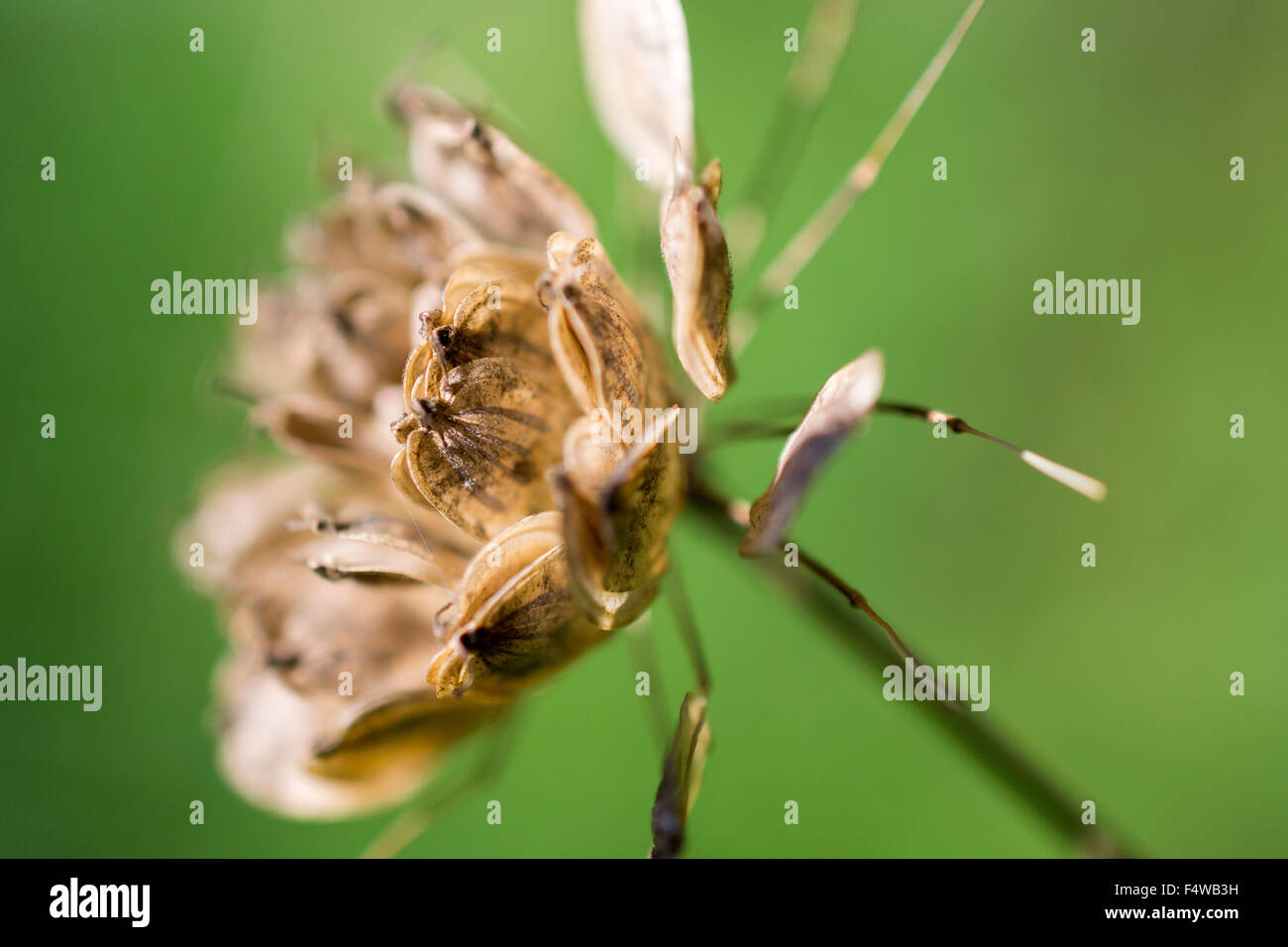 Seeds Heracleum Sphondylium High Resolution Stock Photography and ...