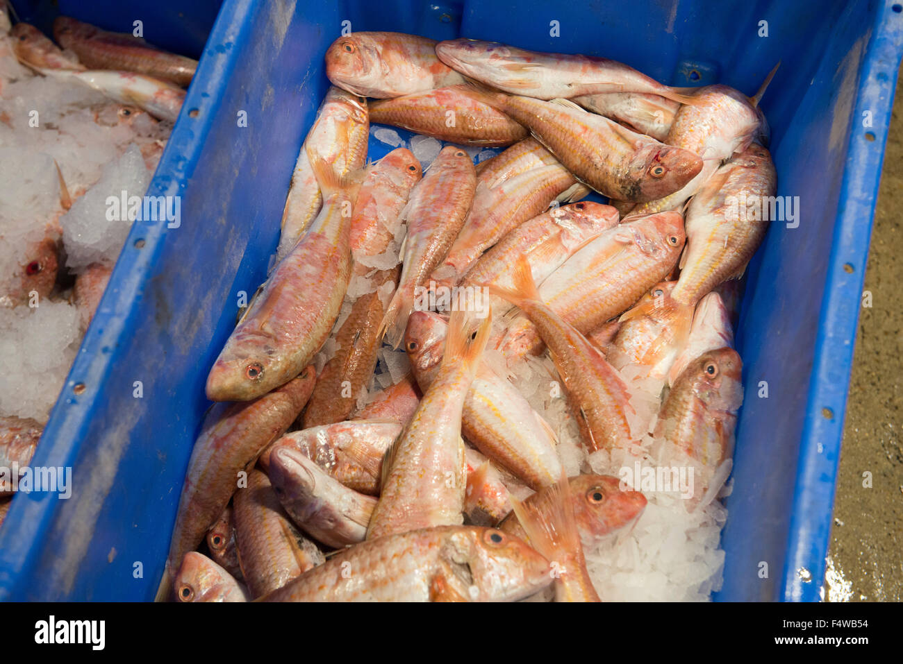 fish in boxes at a fish market ready to go out to customers ...