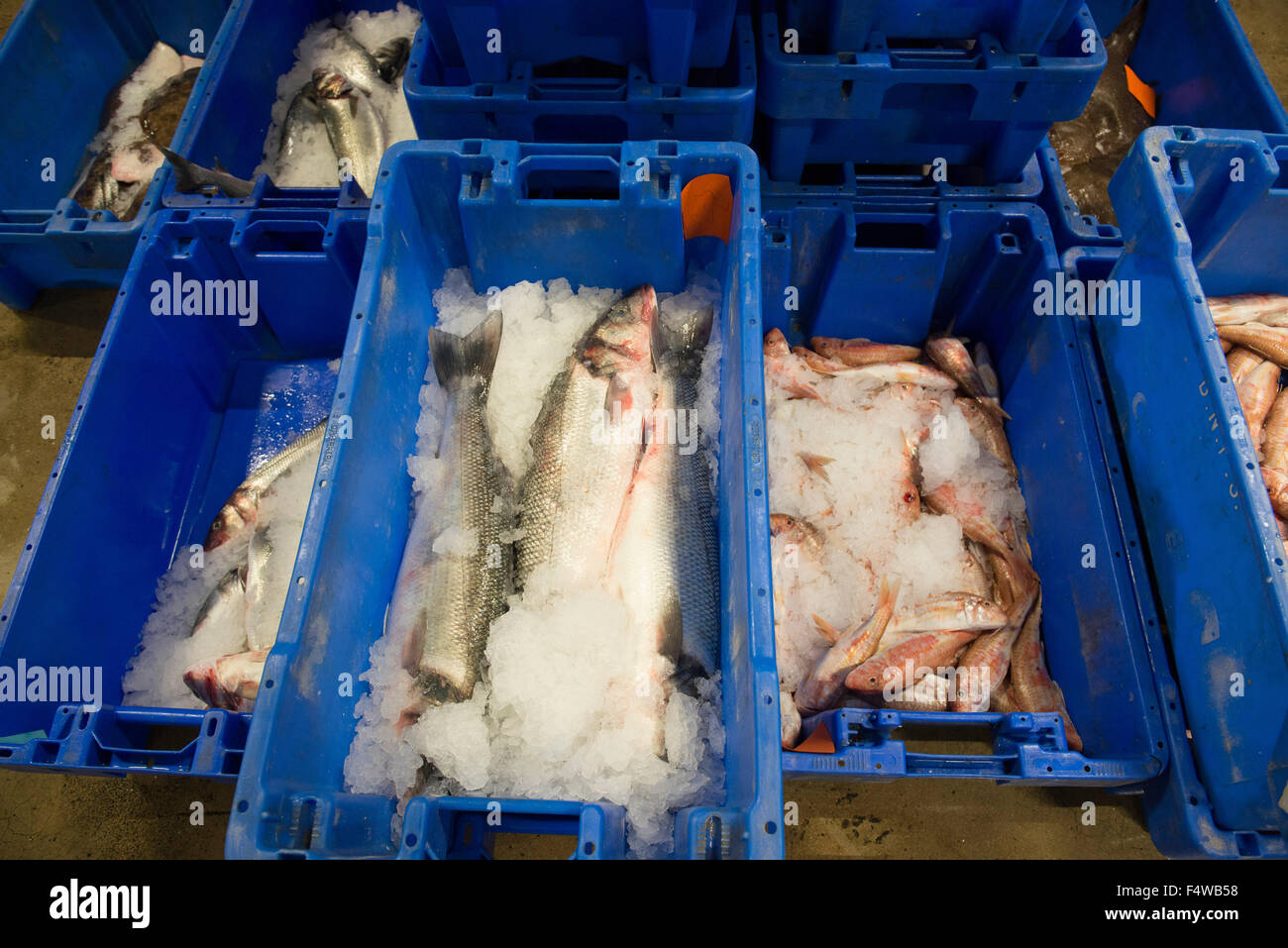fish in boxes at a fish market ready to go out to customers ...