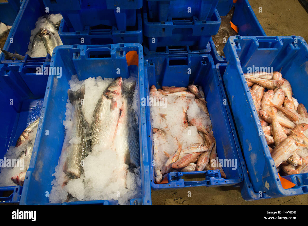 fish in boxes at a fish market ready to go out to customers ...