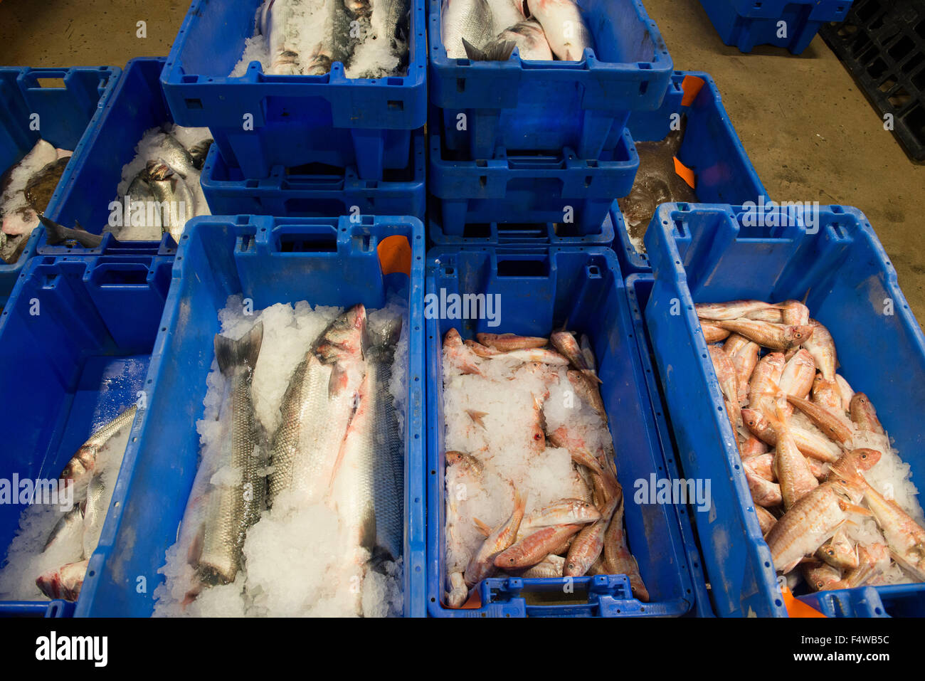 fish in boxes at a fish market ready to go out to customers ...