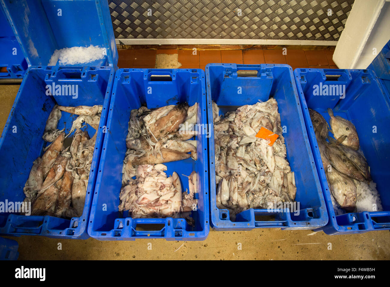 fish in boxes at a fish market ready to go out to customers ...
