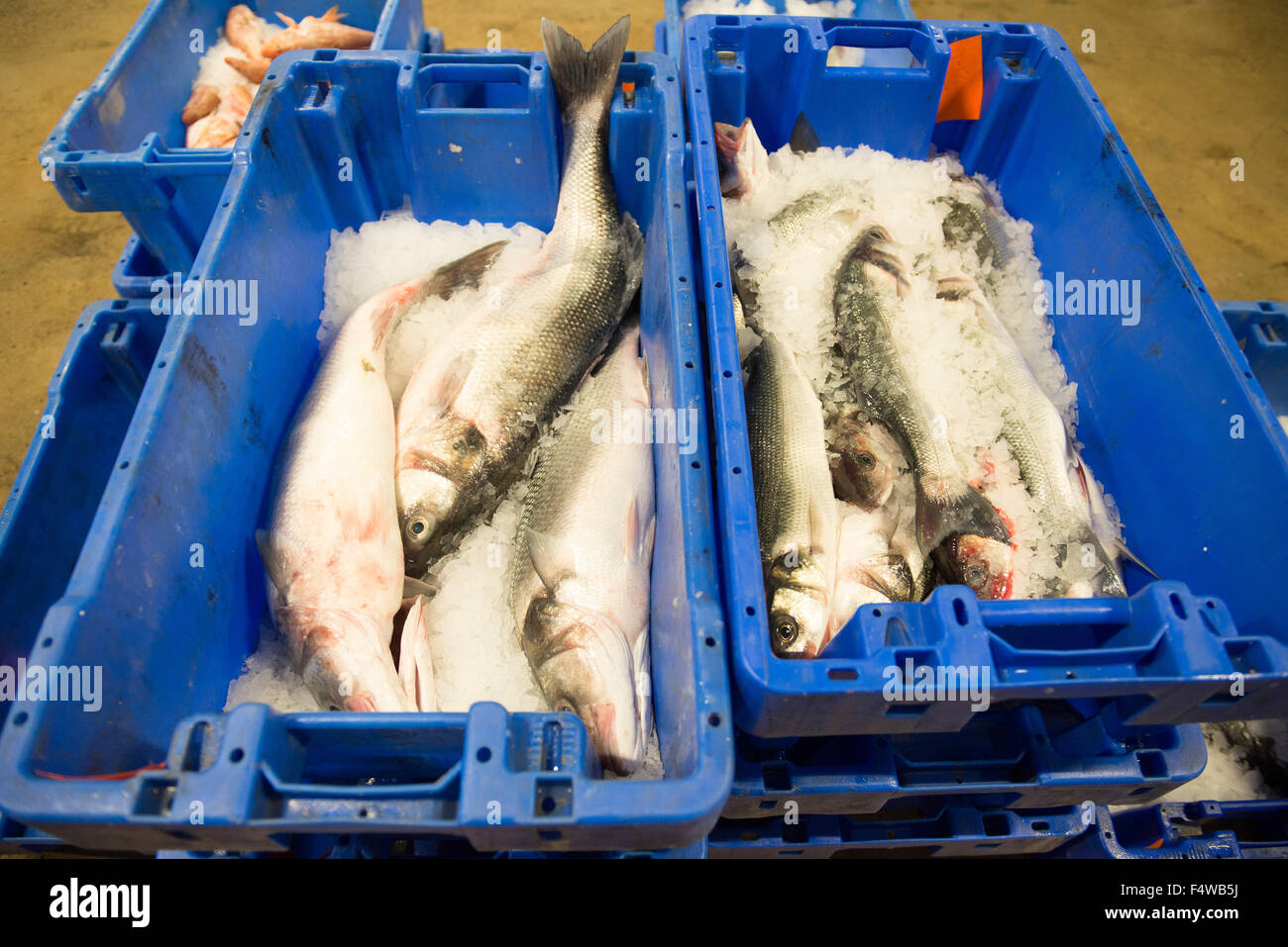 fish in boxes at a fish market ready to go out to customers ...