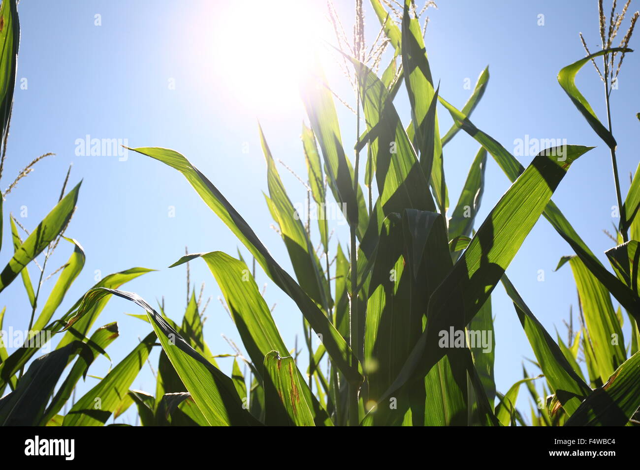 Sun through corn hi-res stock photography and images - Alamy