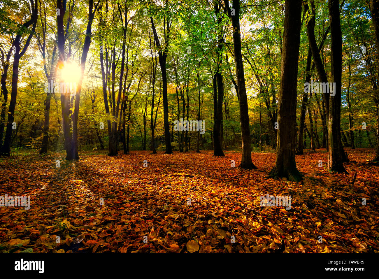 Beautiful autumn forest landscape Stock Photo - Alamy