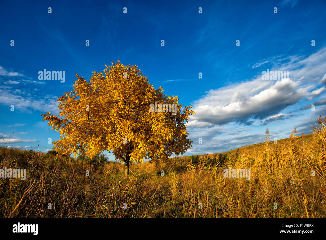 Walnut tree in autumn colors Stock Photo - Alamy