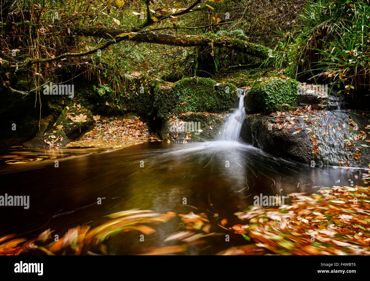 Kingswood Burn – a tributary of the river Allen Stock Photo - Alamy