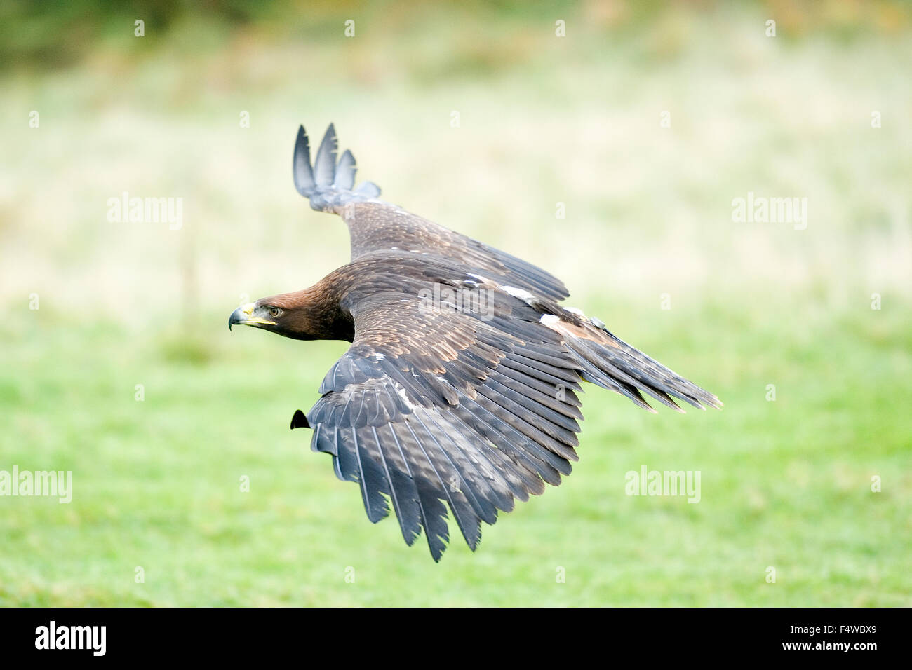 Golden eagle side view hi-res stock photography and images - Alamy
