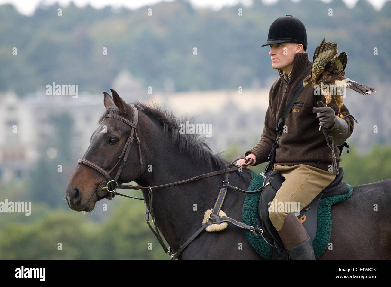 Falconer with horse hi-res stock photography and images - Alamy
