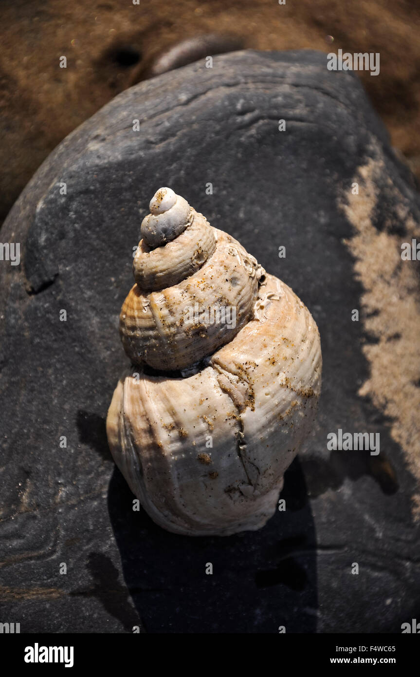Large shell on a rock on a beach in Wales Stock Photo - Alamy