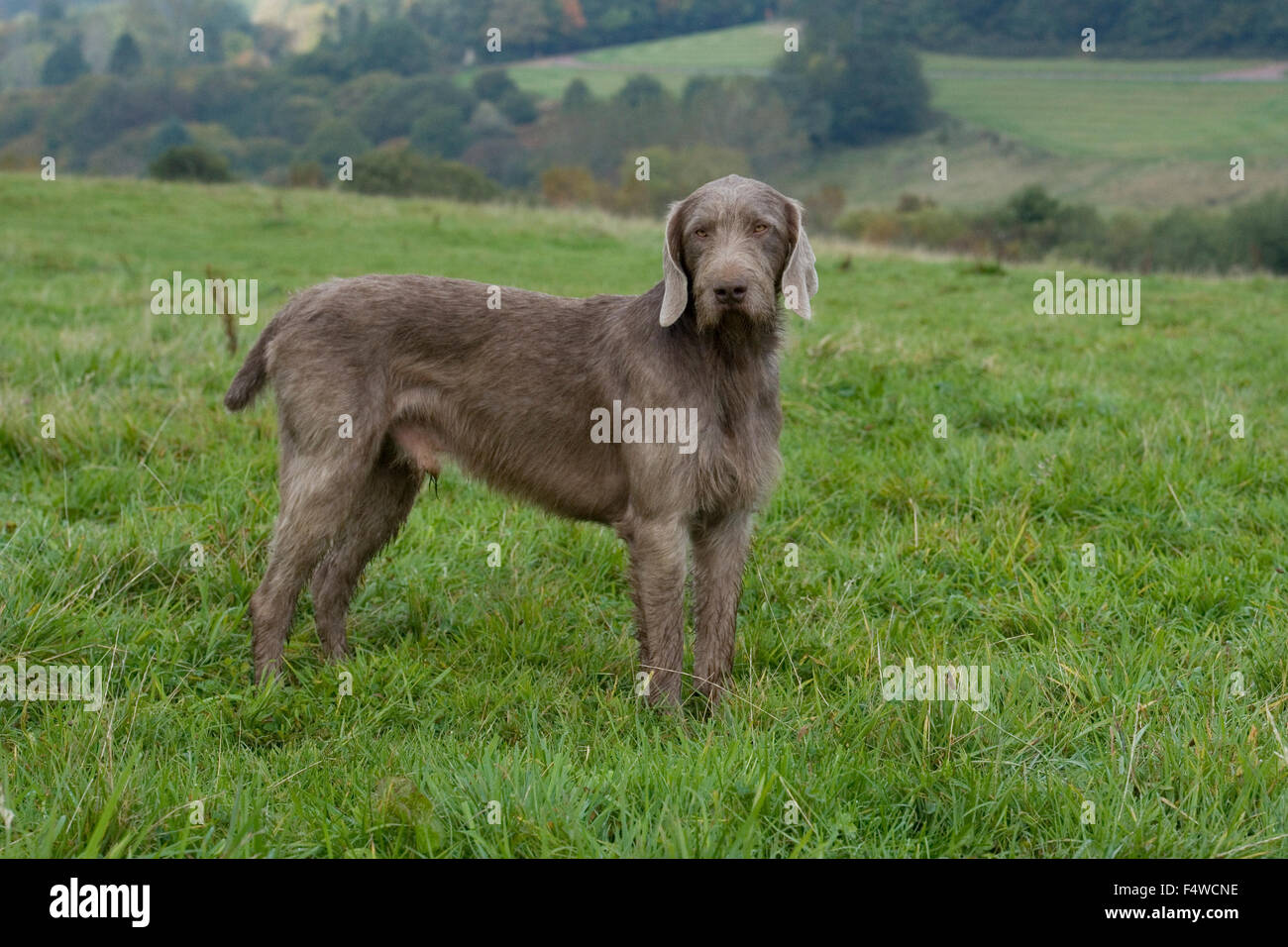 slovakian rough haired pointer Stock Photo - Alamy