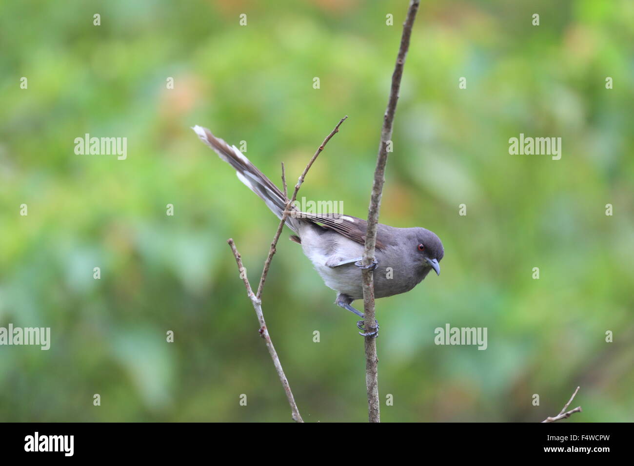 Long-tailed Sibia (Heterophasia picaoides) in Malaysia Stock Photo - Alamy