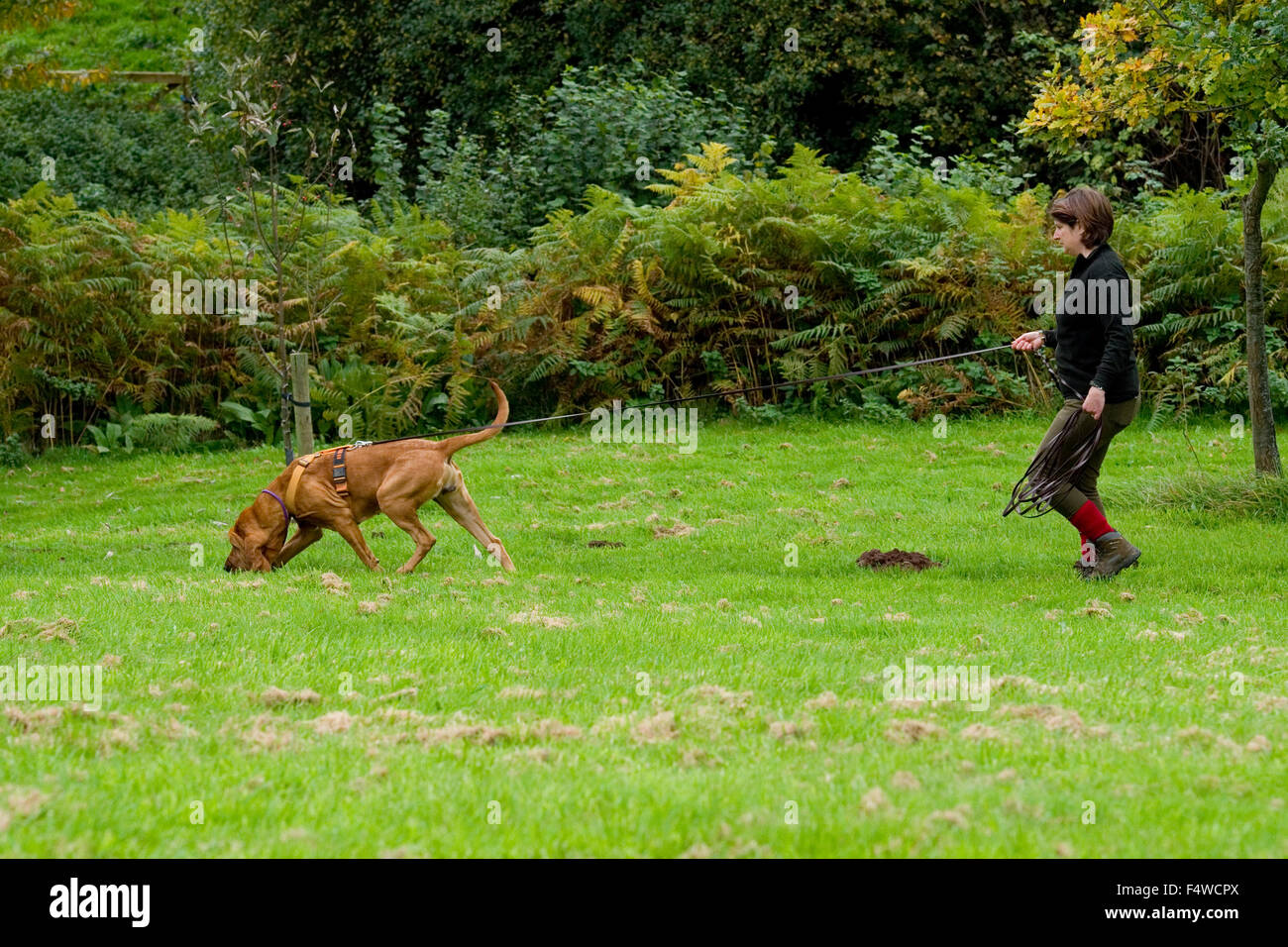 Bloodhound Tracking High Resolution Stock Photography and Images - Alamy