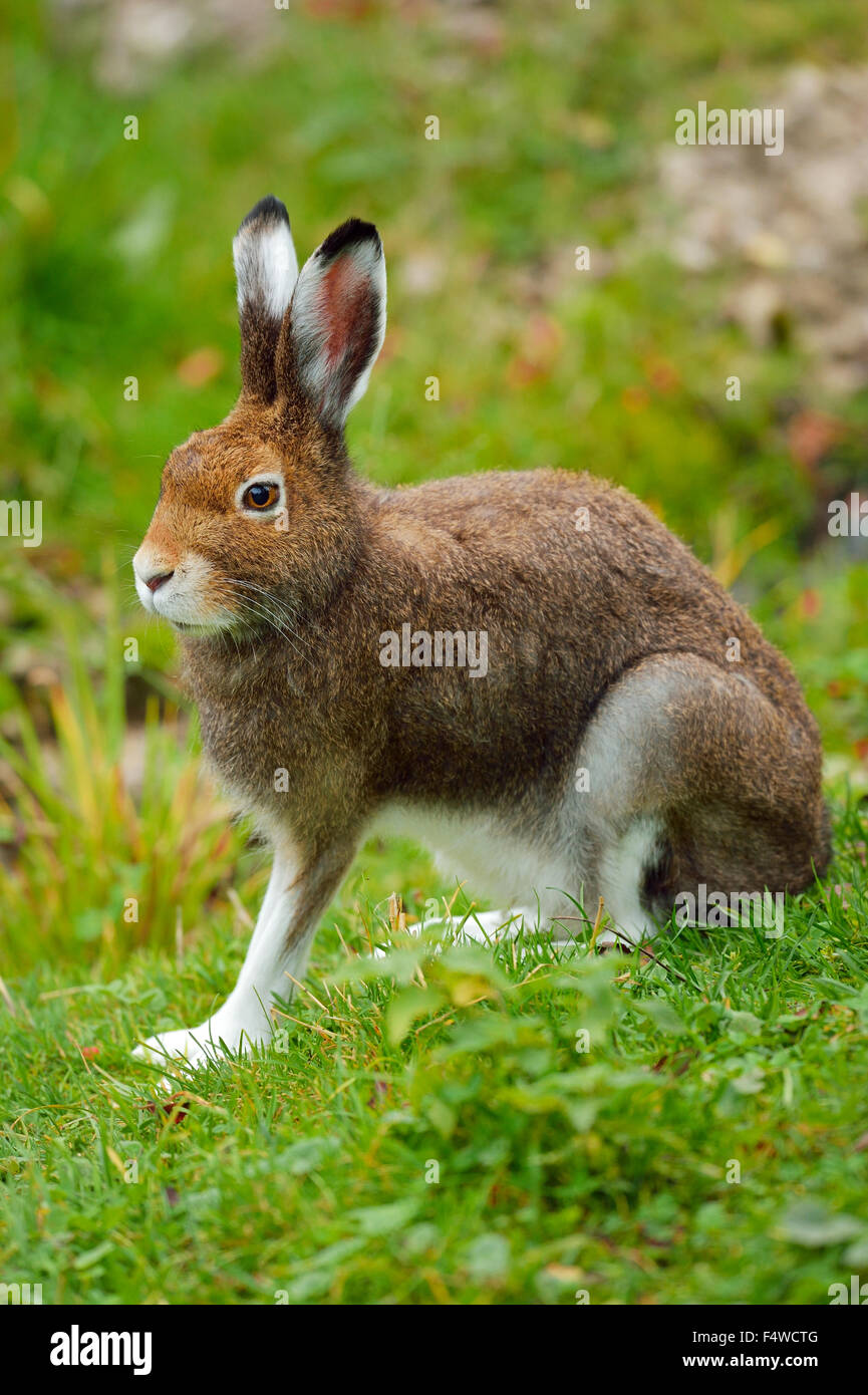 Arctic hare (Lepus timidus Varronis), moulting, Canton of Schwyz Stock ...