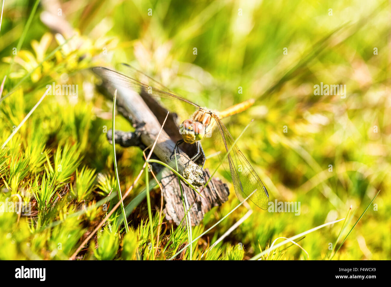 A dragonfly, Pihlajasaari island, Helsinki, Finland, Europe, EU Stock ...