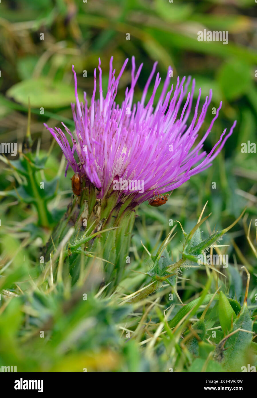 Acaule High Resolution Stock Photography and Images - Alamy