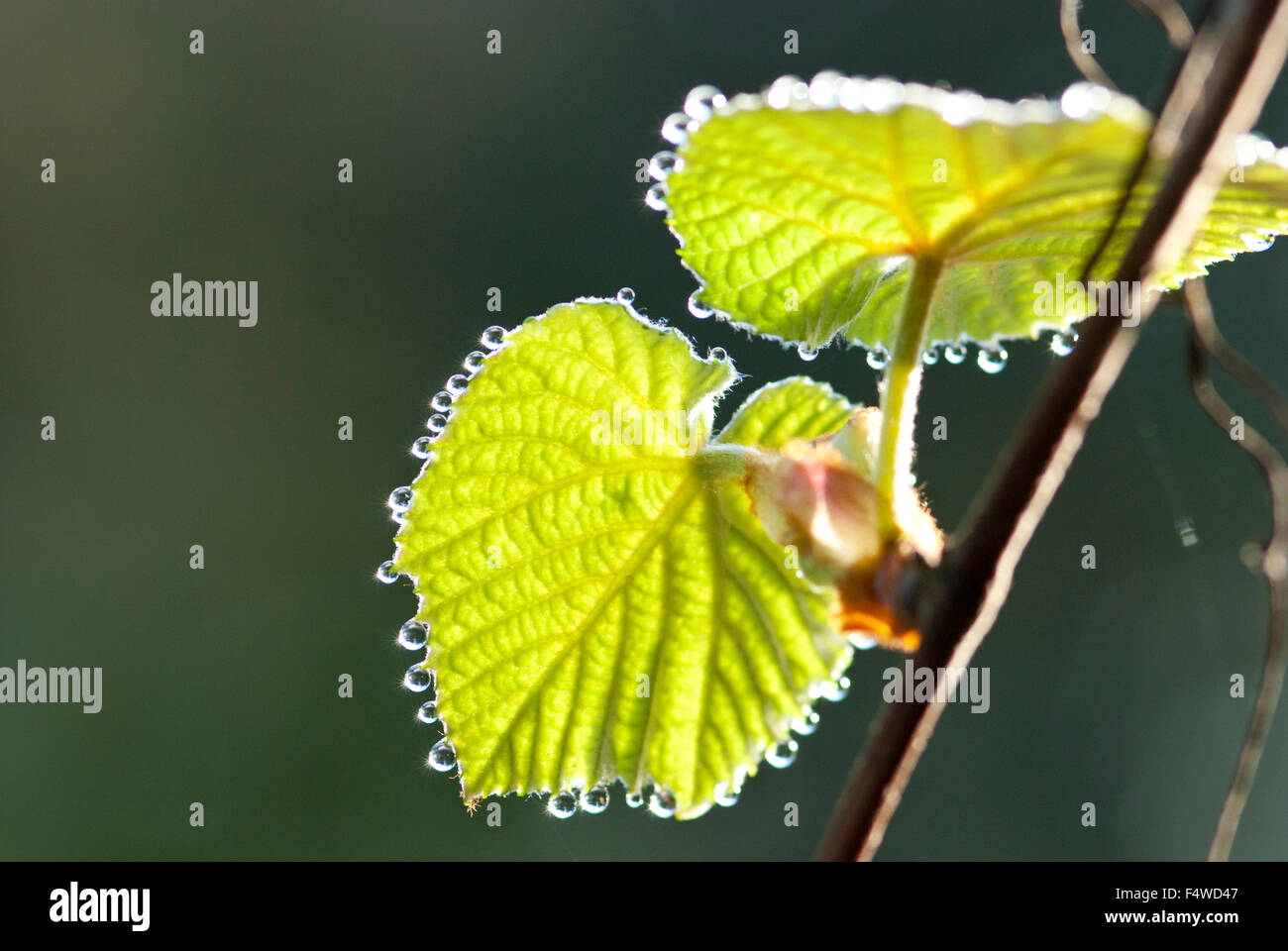 Grapevine Vitis Sp High Resolution Stock Photography and Images - Alamy