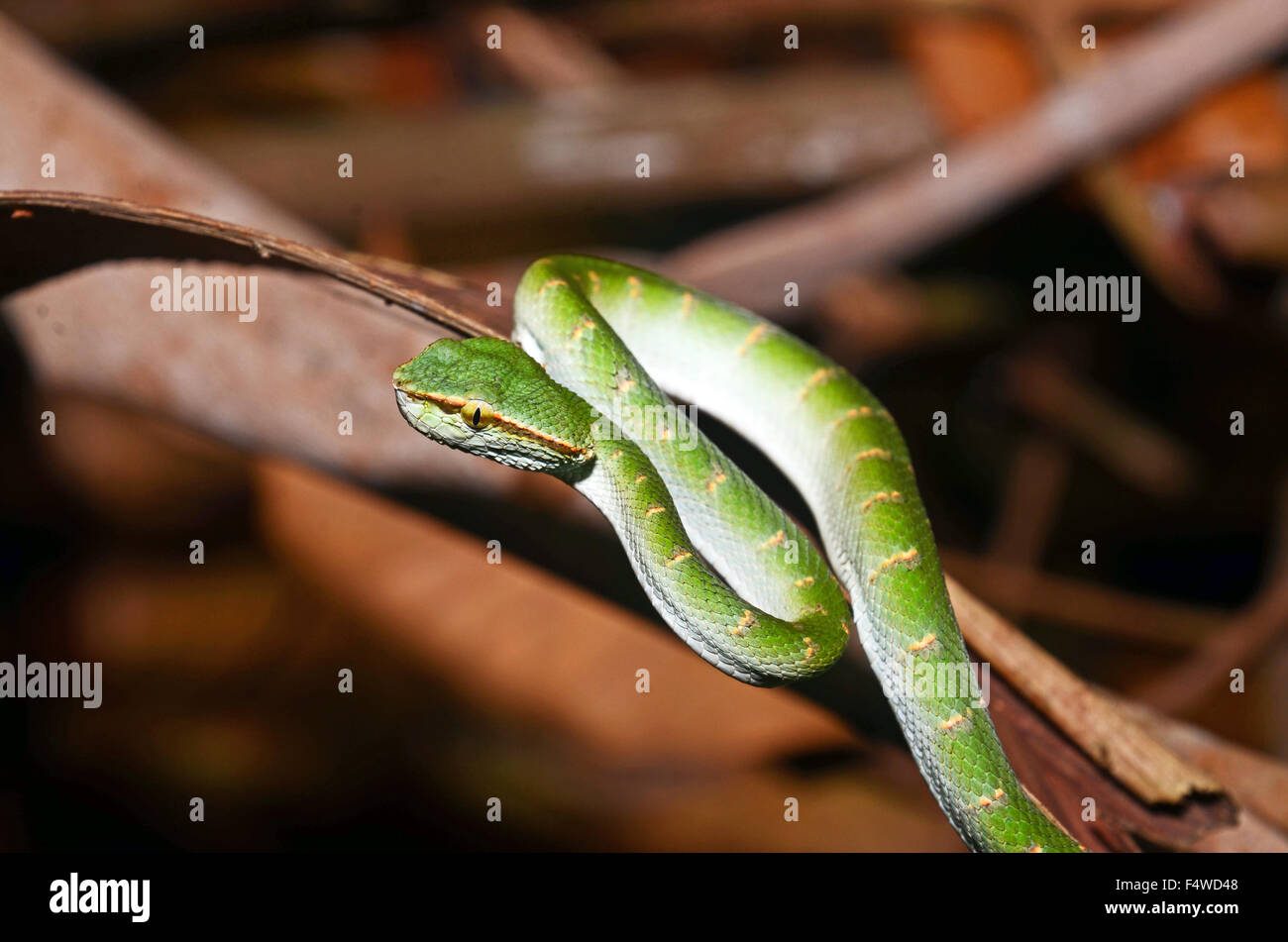 Juvenile Bornean Keeled Green Pit Viper (Tropidolaemus subannulatus) in ...
