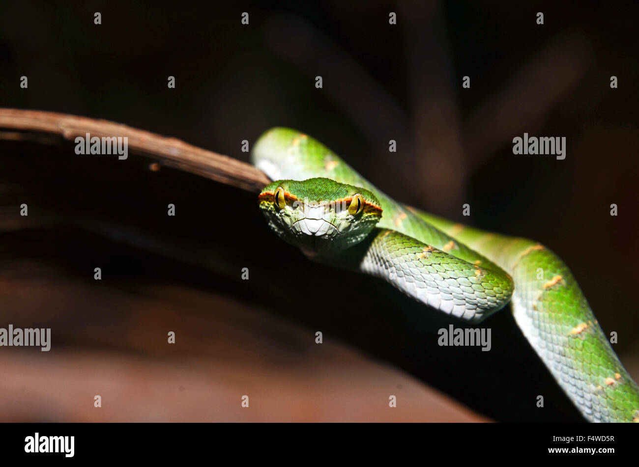Juvenile Bornean Keeled Green Pit Viper (Tropidolaemus subannulatus) in ...