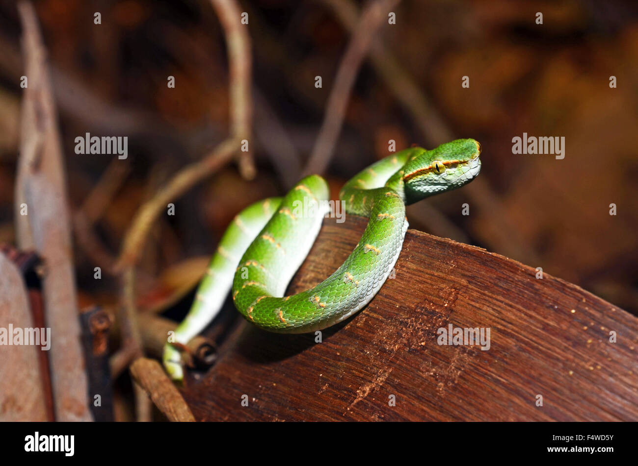 Juvenile Bornean Keeled Green Pit Viper (Tropidolaemus subannulatus) in ...