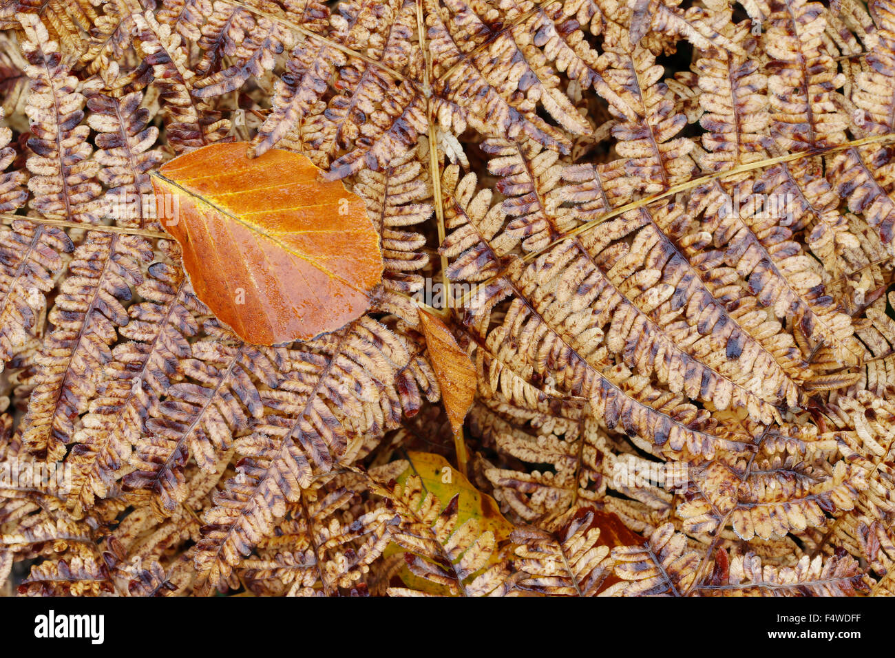 Dead fern leaf hi-res stock photography and images - Alamy
