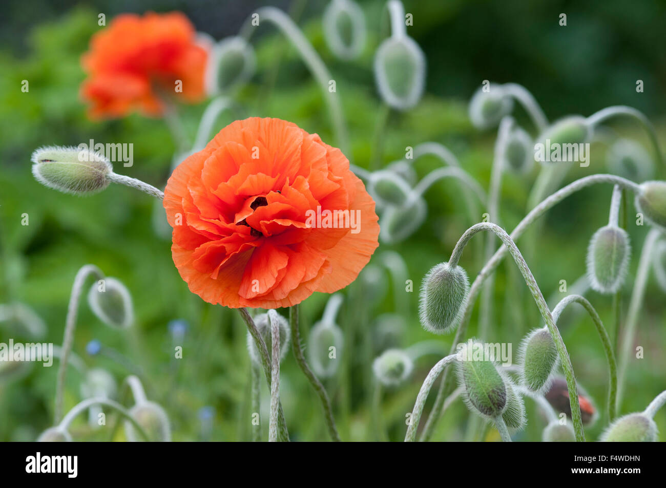 Fireball Flower High Resolution Stock Photography and Images - Alamy