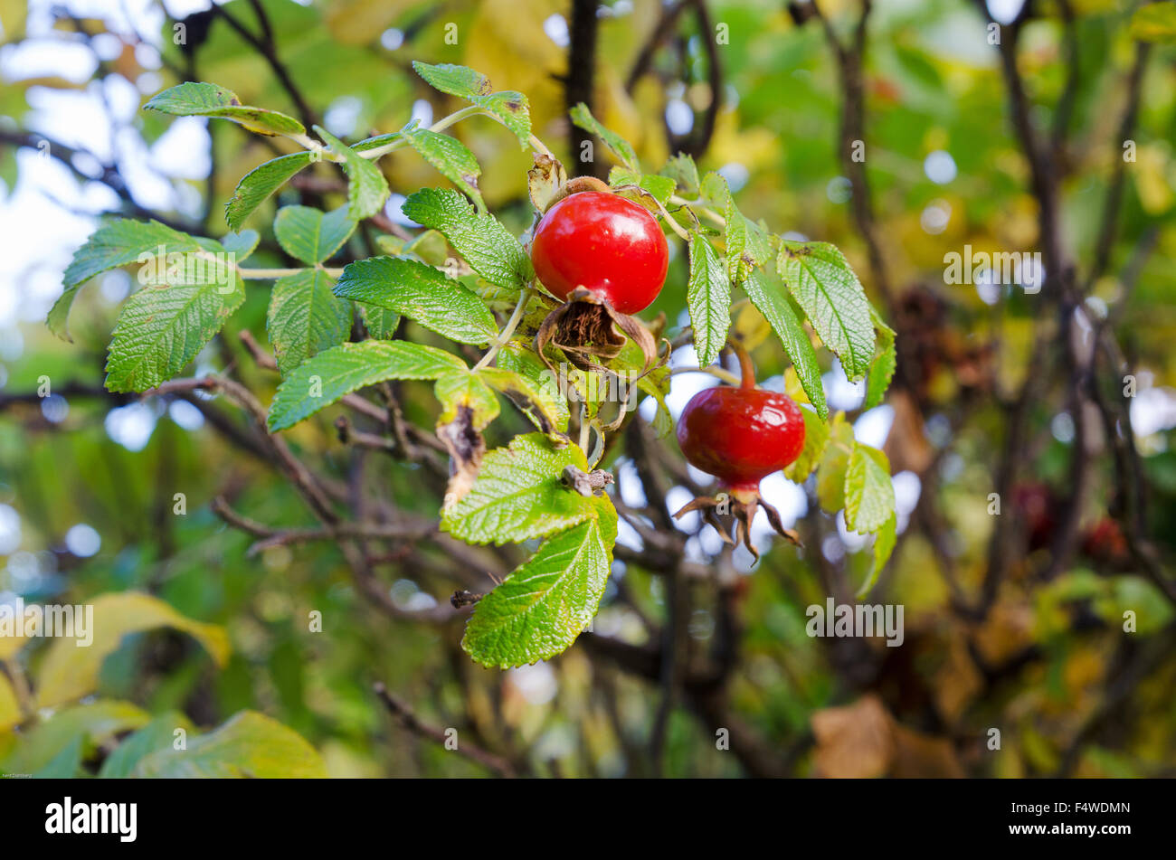 one bush with two rosehip and green leaf Stock Photo - Alamy