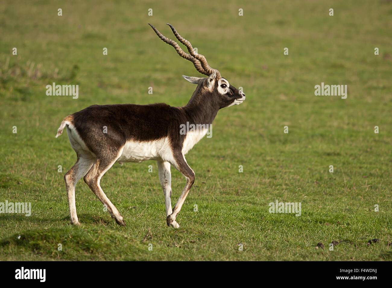 Male Black Buck Stock Photo - Alamy