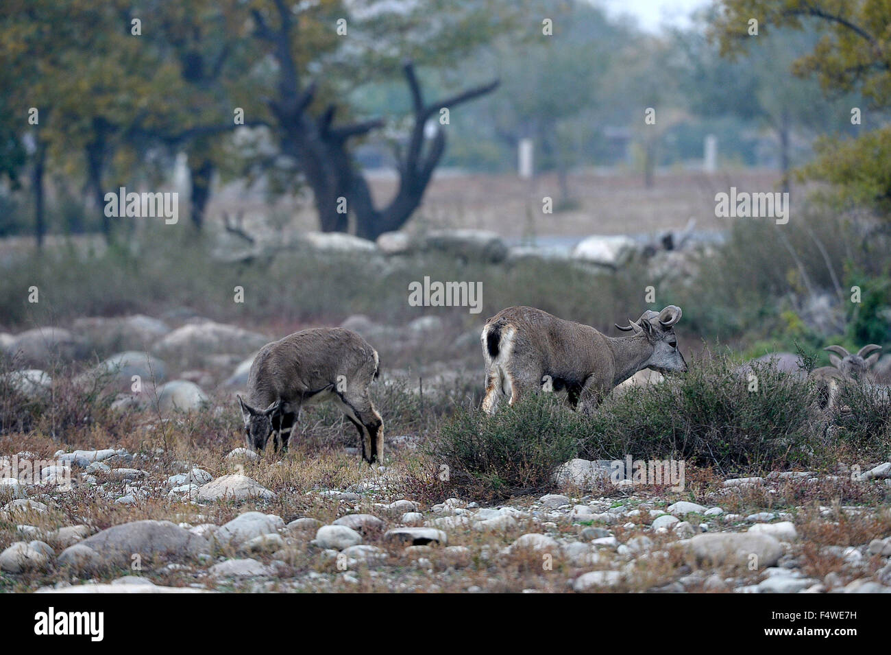 Yinchuan food hi-res stock photography and images - Alamy